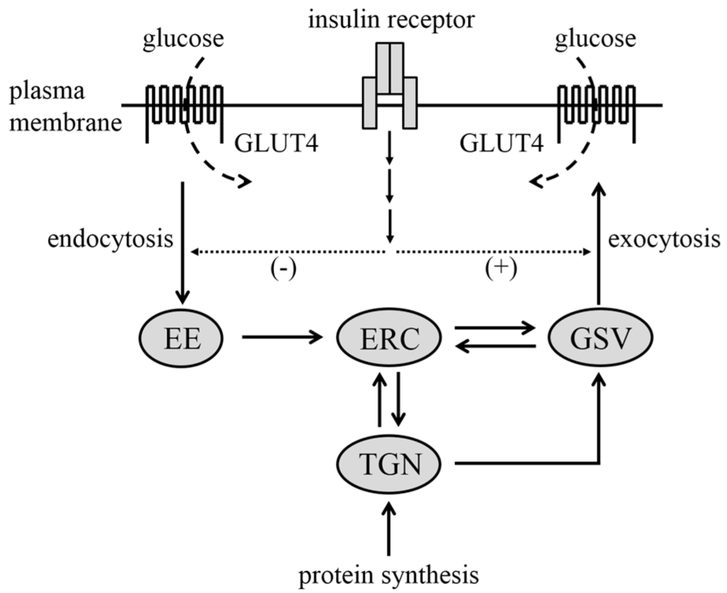 Molecular Mechanisms for the Regulation of Insulin-Stimulated Glucose ...