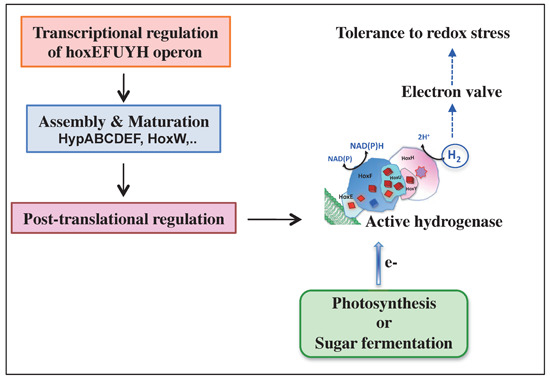 IJMS | Free Full-Text | Advances in the Function and Regulation of ...