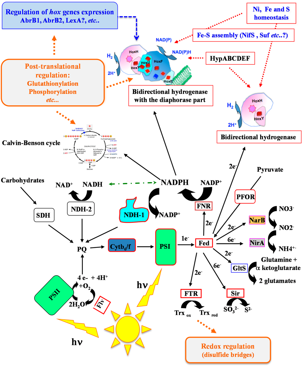 IJMS | Special Issue : Photosynthesis and Biological Hydrogen Production