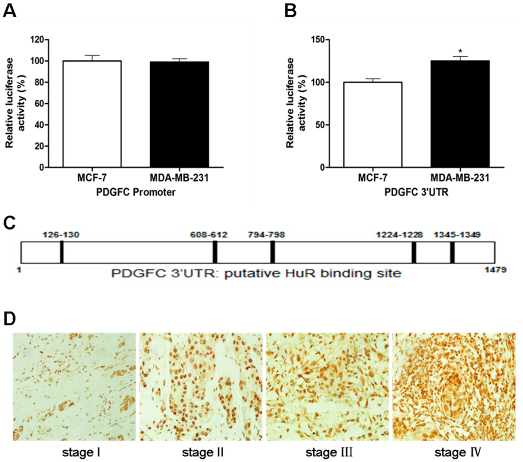 Post-Transcriptional Up-Regulation of PDGF-C by HuR in Advanced and ...