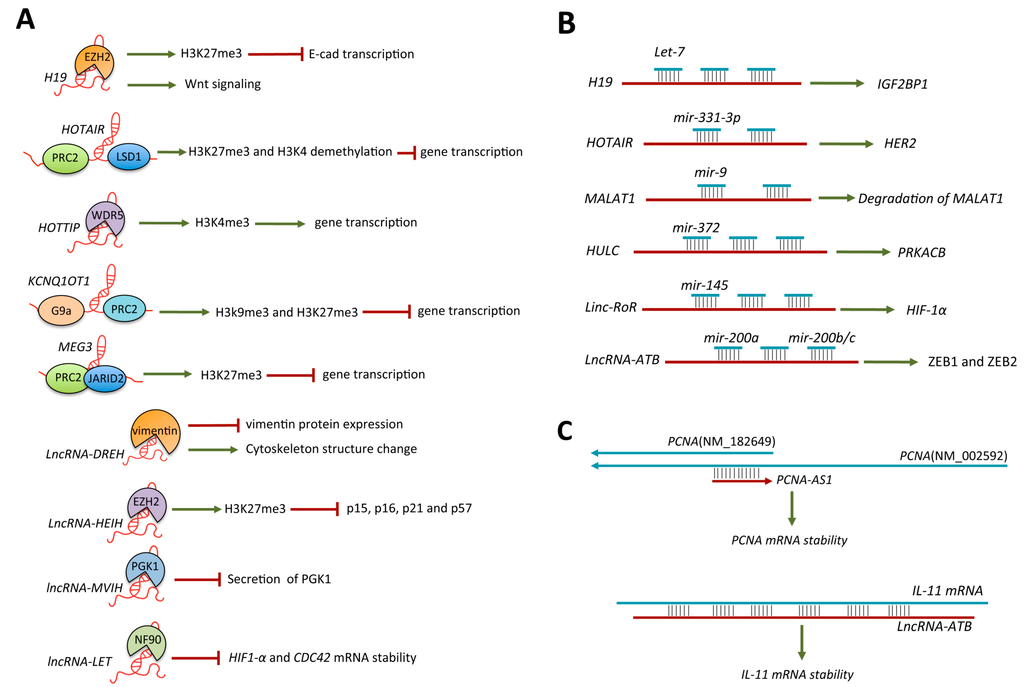 Long Non-Coding RNAs: Critical Players in Hepatocellular Carcinoma