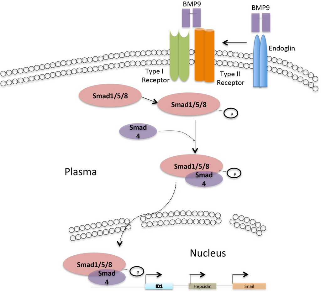 Potential Roles of BMP9 in Liver Fibrosis