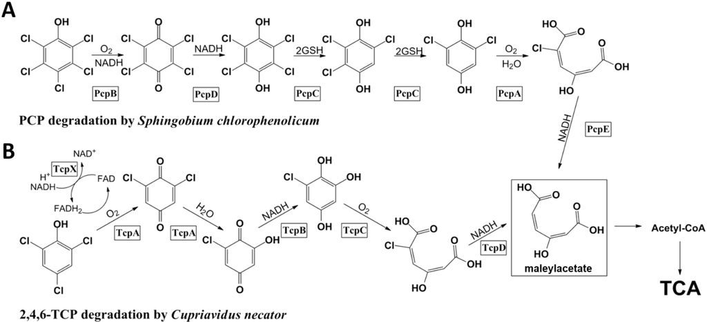Structures of the Inducer-Binding Domain of Pentachlorophenol-Degrading ...