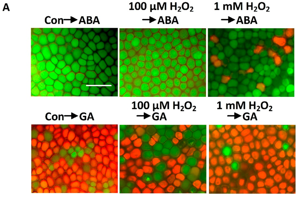 IJMS | Free Full-Text | Cobalt Alleviates GA-Induced Programmed Cell ...