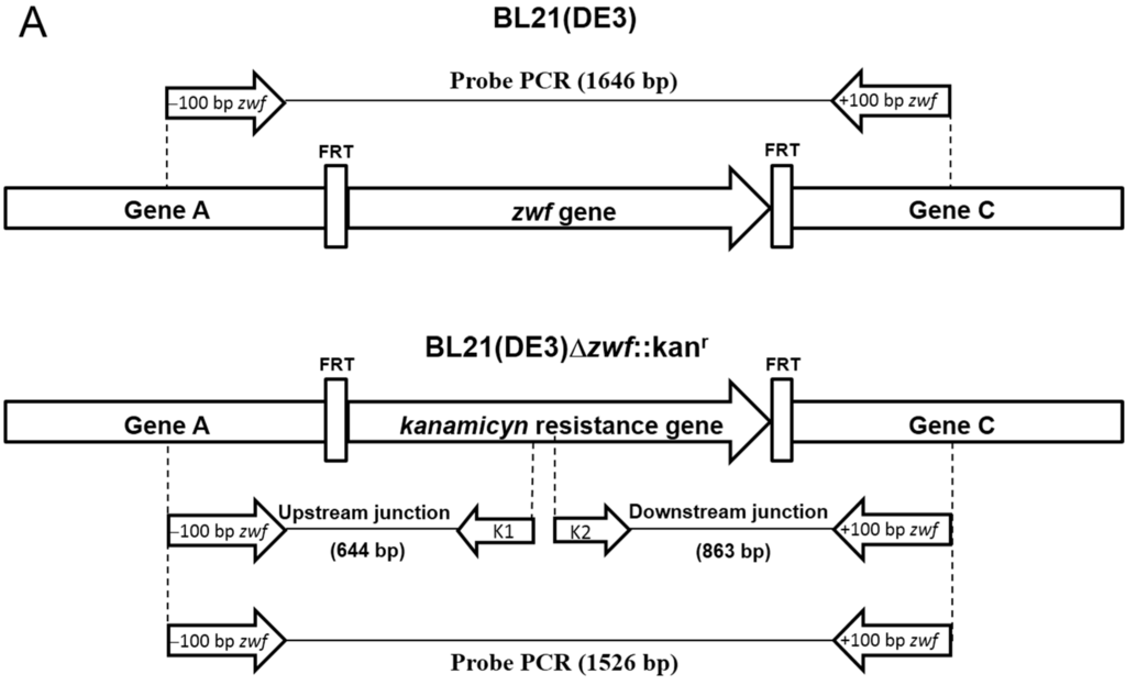 IJMS | Free Full-Text | The Stability of G6PD Is Affected by Mutations ...
