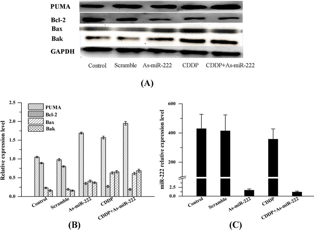 MiR-222 Targeted PUMA to Improve Sensitization of UM1 Cells to Cisplatin