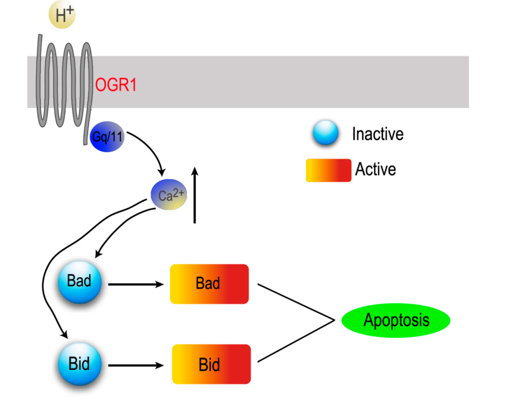 Molecular Actions of Ovarian Cancer G Protein-Coupled Receptor 1 Caused ...
