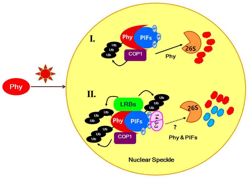 14-3-3 Proteins Participate in Light Signaling through Association with ...