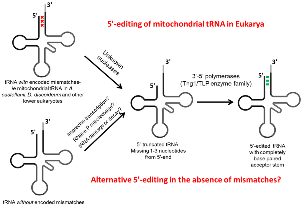 From End to End: tRNA Editing at 5'- and 3'-Terminal Positions