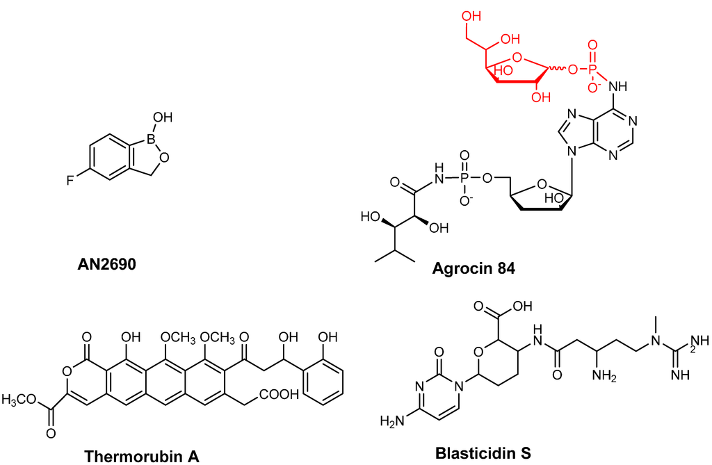 tRNAs as Antibiotic Targets