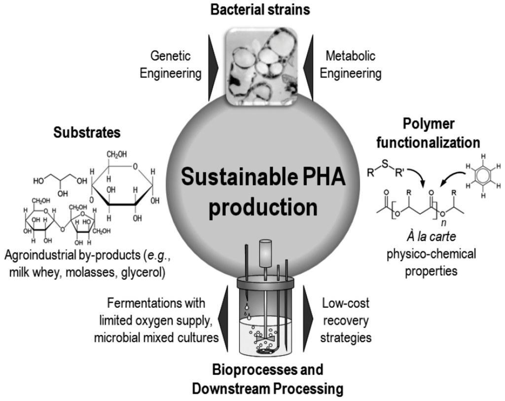 IJMS | Free Full-Text | Polyester-Based (Bio)degradable Polymers as ...
