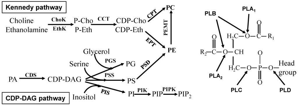 Lipid Metabolism, Apoptosis and Cancer Therapy