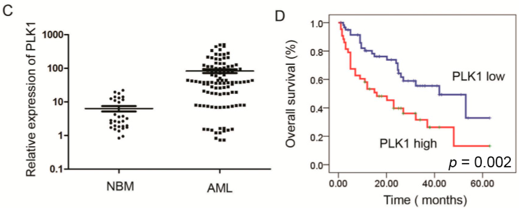 Molecular Targeting of the Oncoprotein PLK1 in Pediatric Acute Myeloid ...