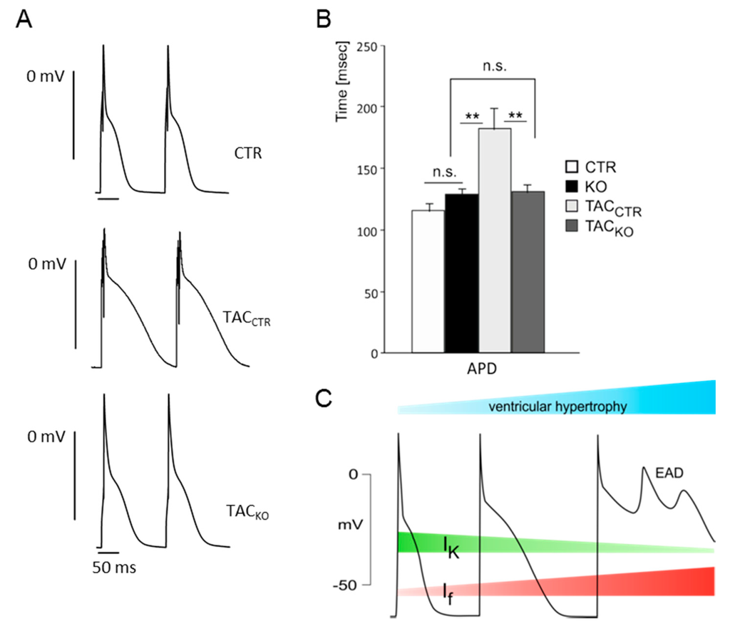HCN Channels—Modulators of Cardiac and Neuronal Excitability