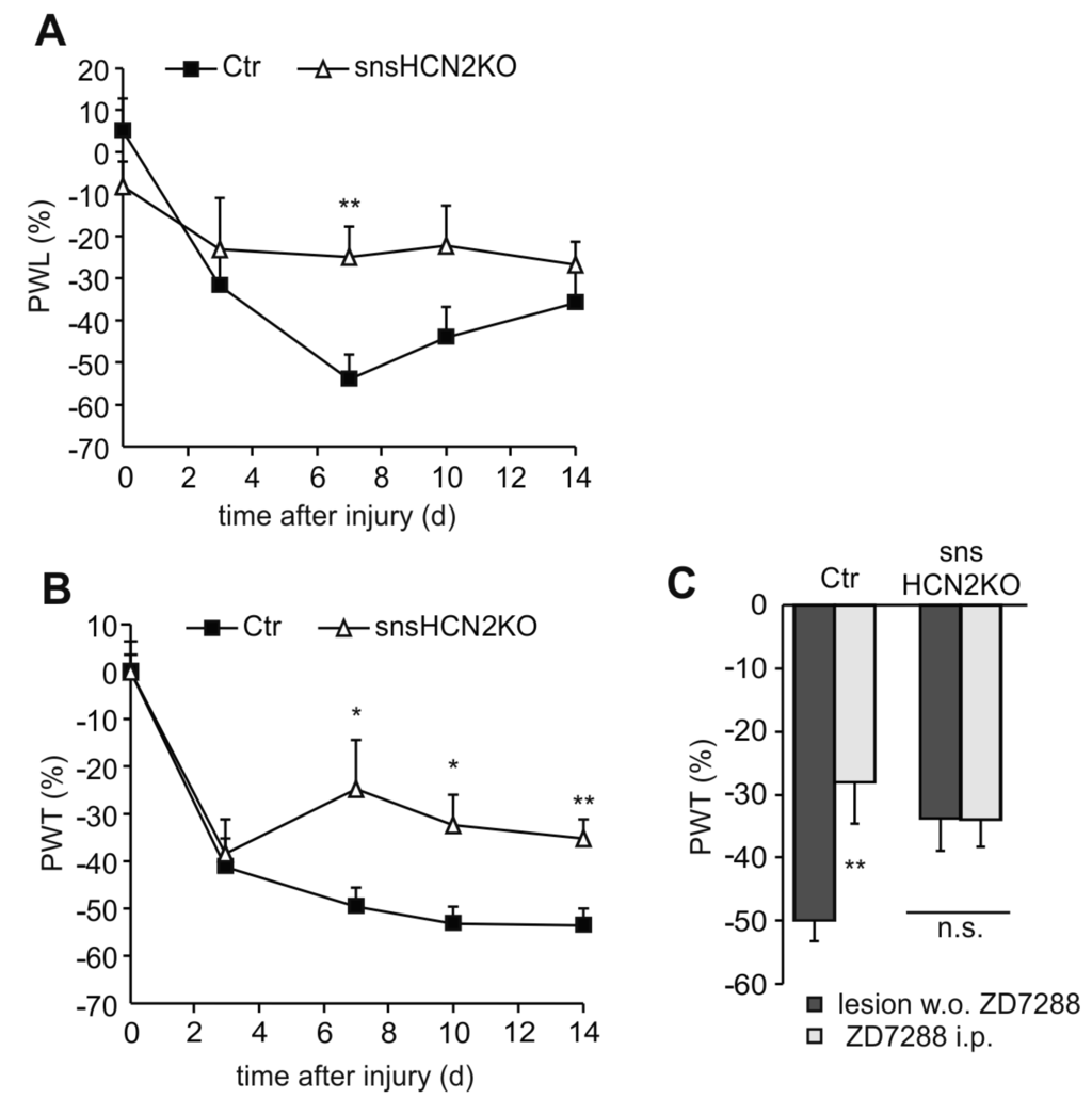 HCN Channels—Modulators of Cardiac and Neuronal Excitability