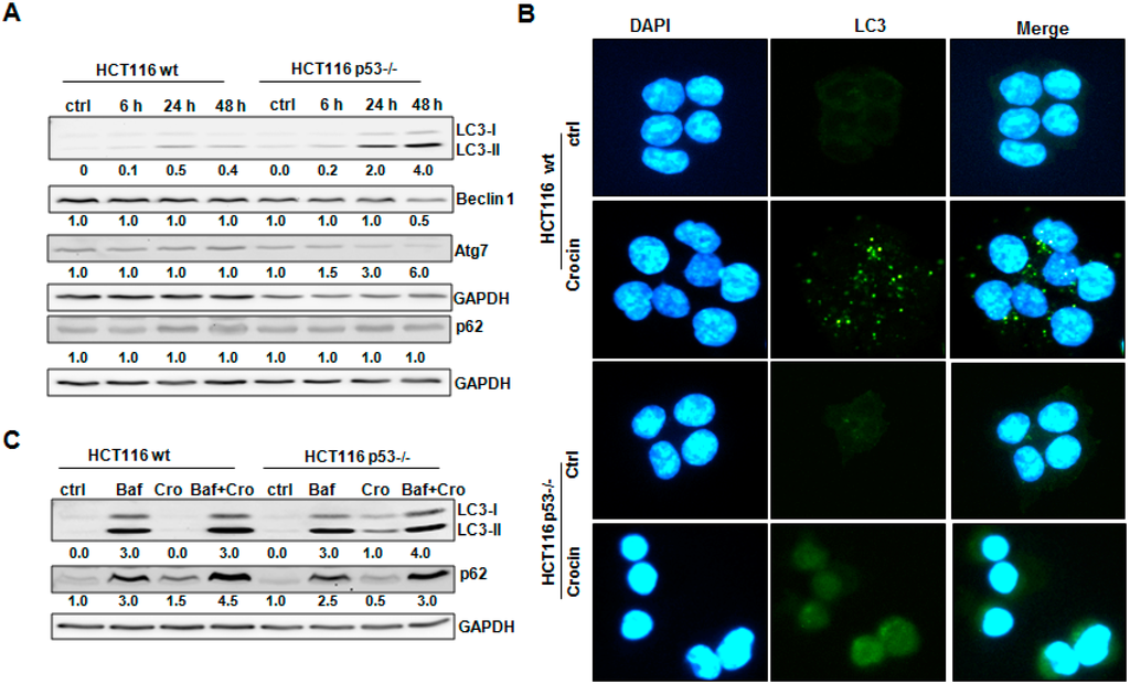Defective Autophagosome Formation in p53-Null Colorectal Cancer ...