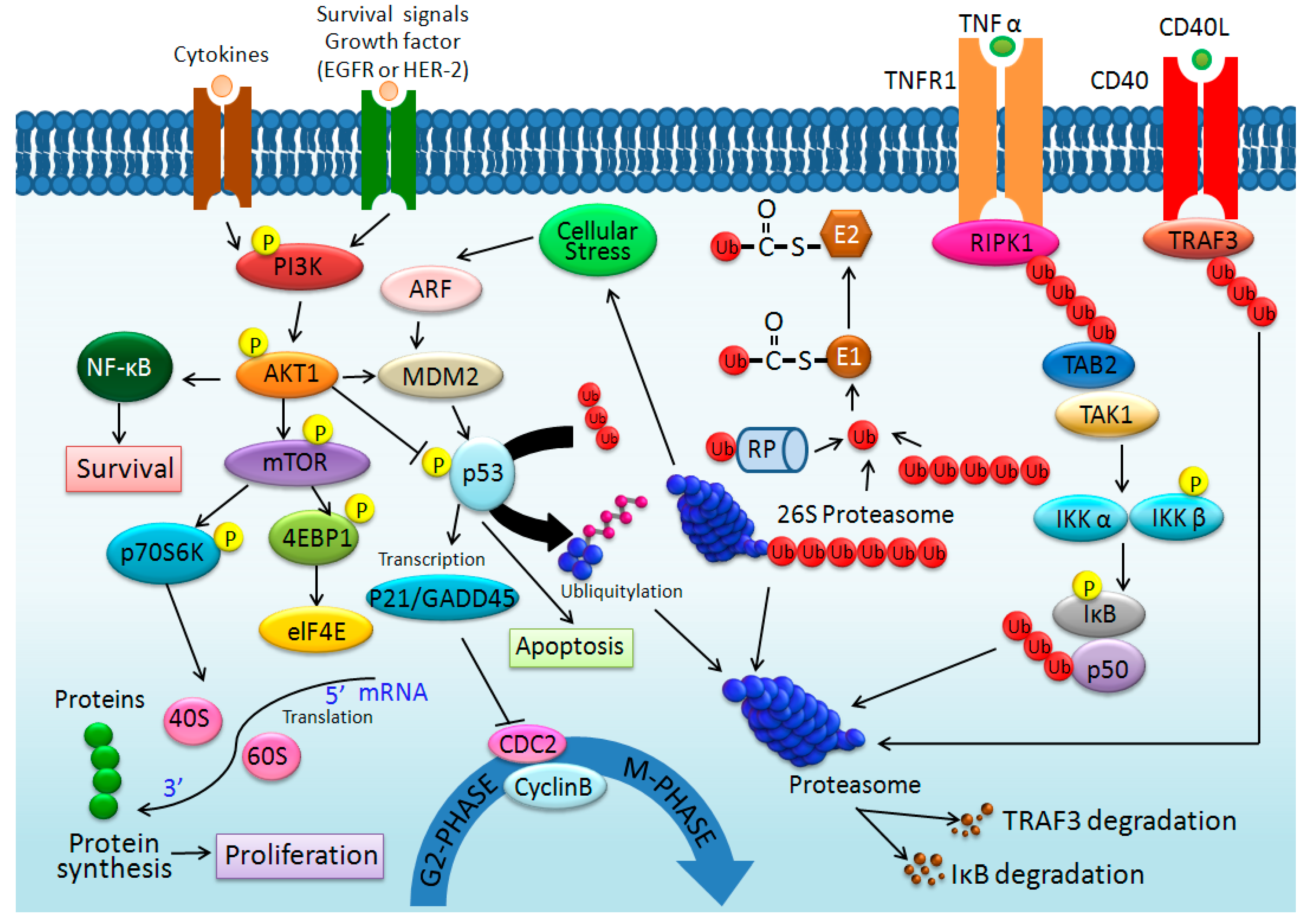 Ijms Free Full Text Activation Of The Ubiquitin Proteasome Pathway