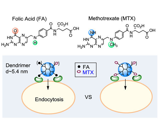 IJMS | Free Full-Text | Mechanisms and Implications of Dual-Acting Methotrexate in Folate ...