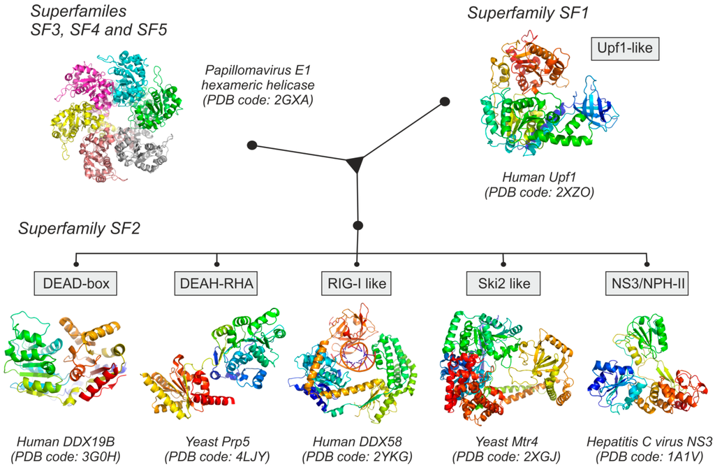 IJMS | Free Full-Text | Unzippers, Resolvers and Sensors: A Structural ...