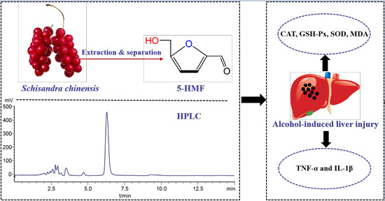 IJMS | Free Full-Text | Ameliorative Effects of 5-Hydroxymethyl-2 ...
