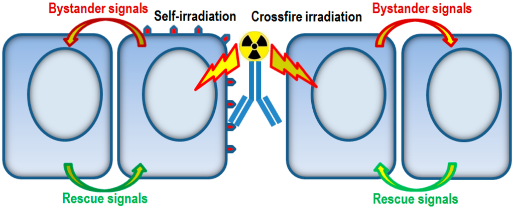Rescue Effects: Irradiated Cells Helped by Unirradiated Bystander Cells