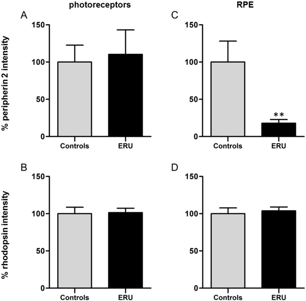 Novel Localization of Peripherin 2, the Photoreceptor-Specific Retinal ...