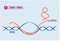 IJMS | Free Full-Text | Neighboring Gene Regulation by Antisense Long ...