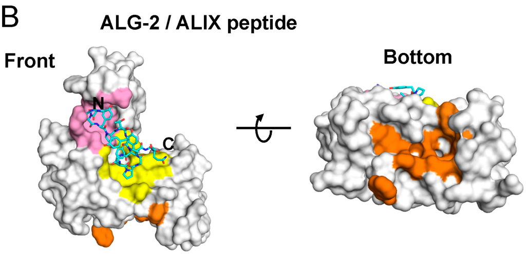 IJMS | Free Full-Text | Structural Analysis of the Complex between ...