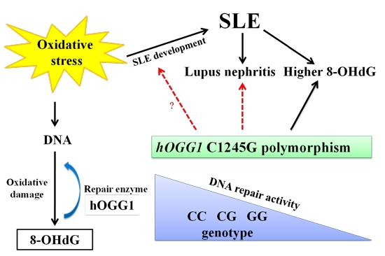 IJMS | Free Full-Text | The Role of hOGG1 C1245G Polymorphism in the ...