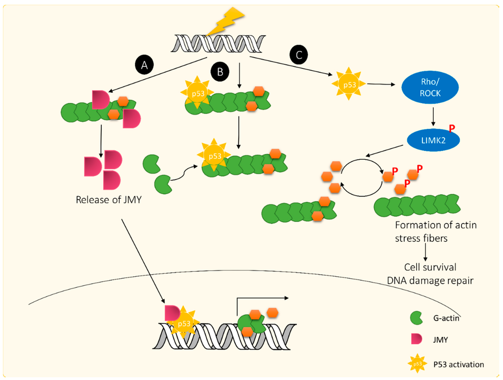 The Actin Depolymerizing Factor (ADF)/Cofilin Signaling Pathway and DNA ...