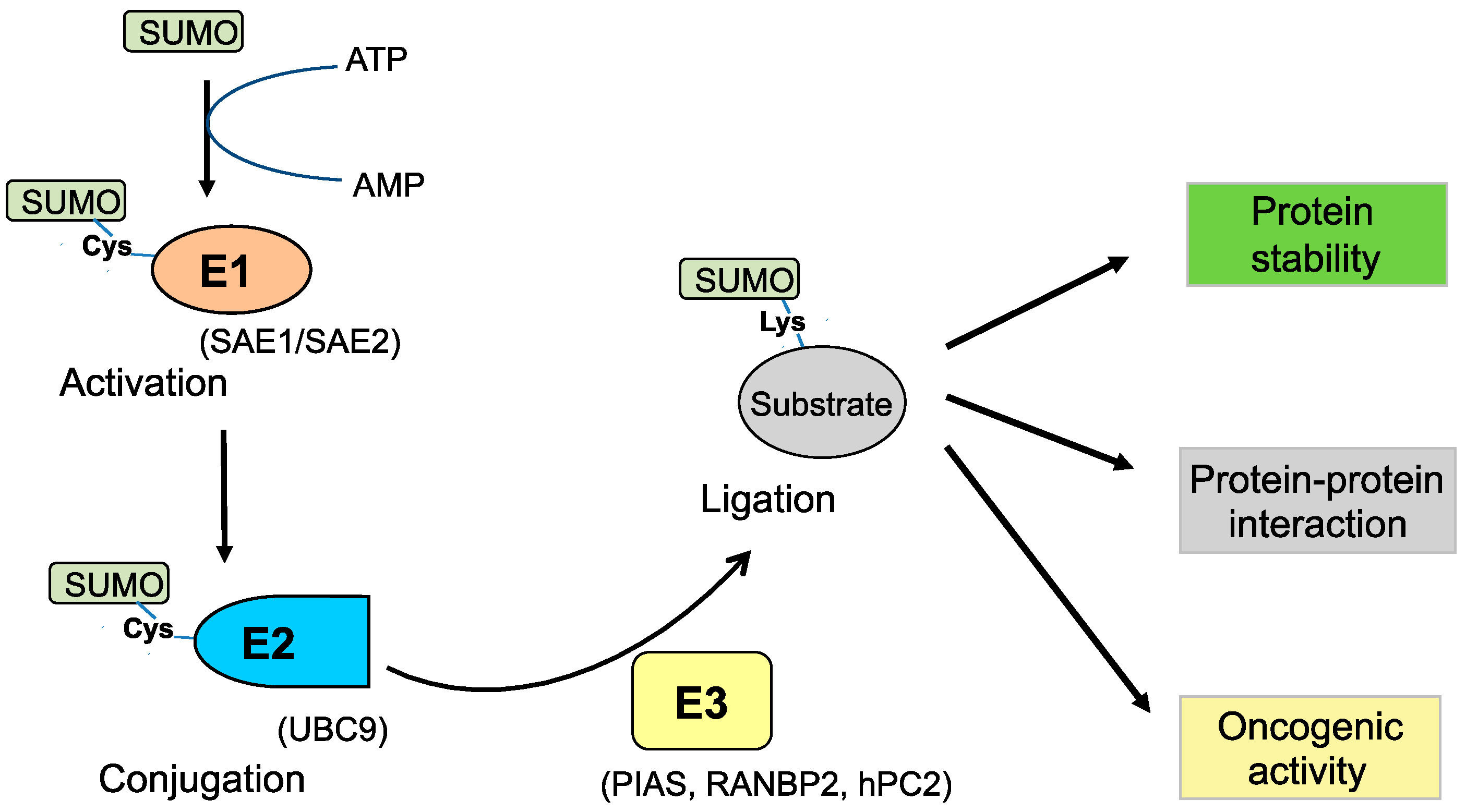 Ijms Free Full Text Roles Of Ubiquitination And Sumoylation On