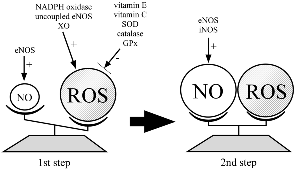 IJMS | Free Full-Text | Nitric Oxide and Reactive Oxygen Species in the ...