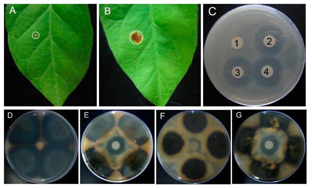 IJMS | Special Issue : Plant Microbe Interaction
