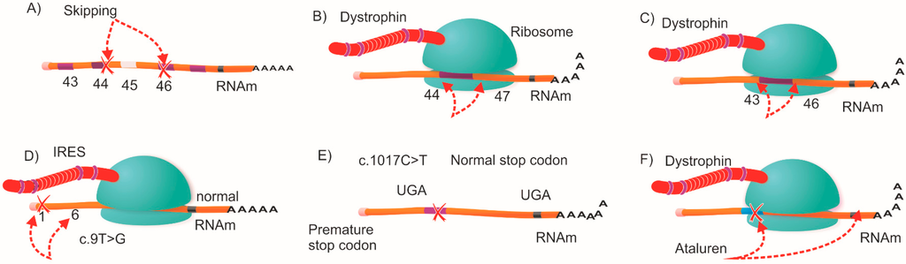 Comparison of Mutation Profiles in the Duchenne Muscular Dystrophy Gene ...
