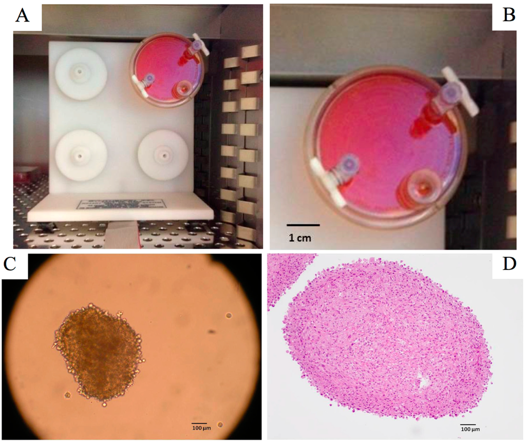 Three-Dimensional Cell Culture: A Breakthrough in Vivo