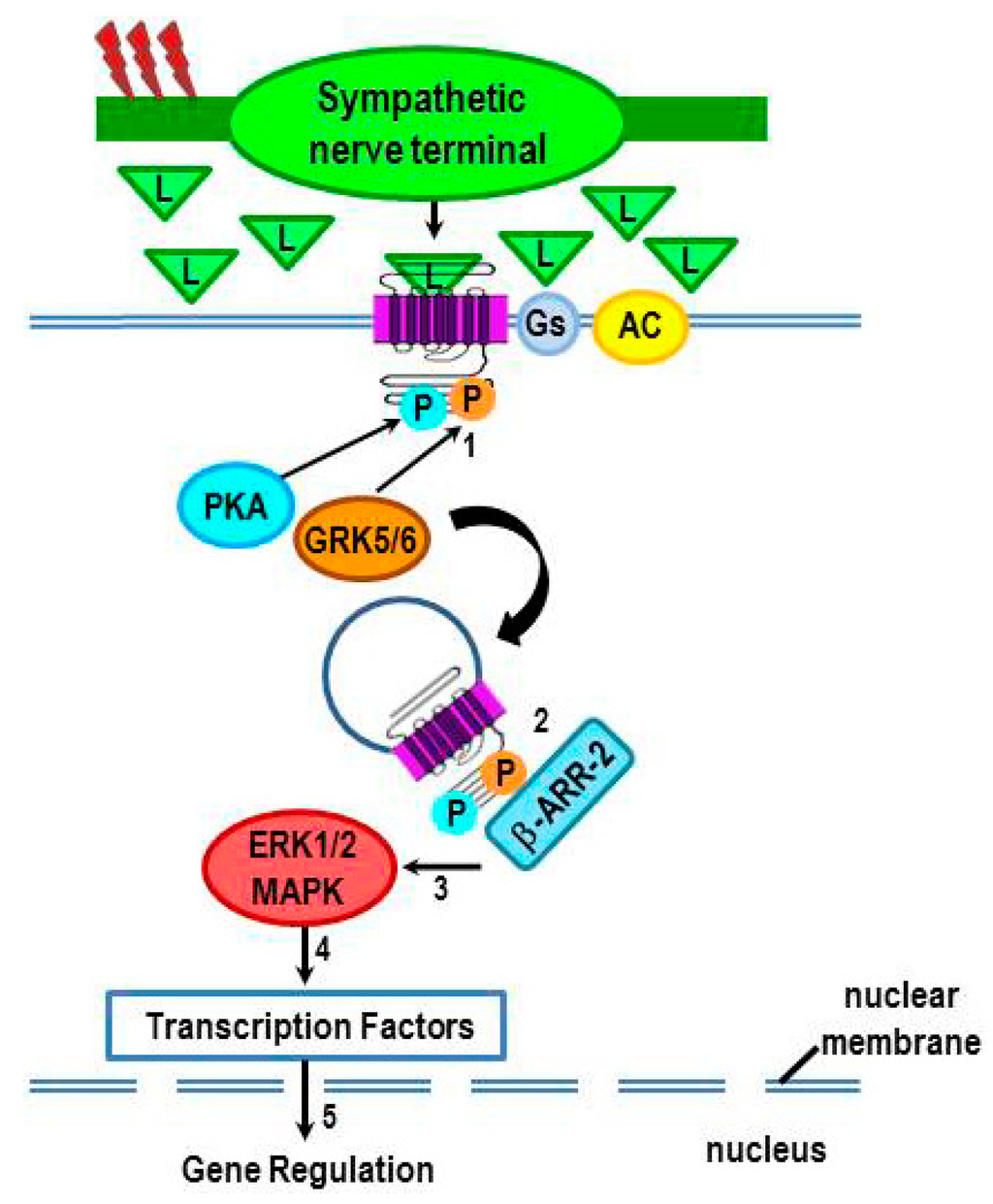 Molecular Mechanisms Underlying β-Adrenergic Receptor-Mediated Cross ...