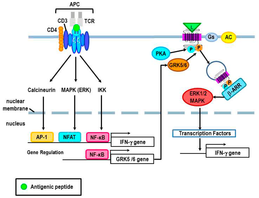 Molecular Mechanisms Underlying β-Adrenergic Receptor-Mediated Cross ...