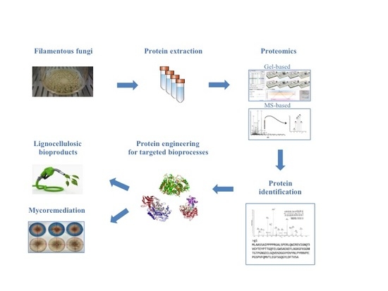 IJMS | Free Full-Text | Methodologies and Perspectives of Proteomics ...