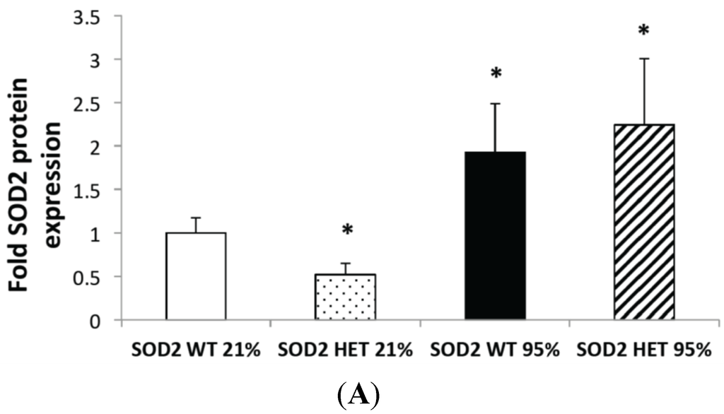 SOD2 Activity Is not Impacted by Hyperoxia in Murine Neonatal Pulmonary ...