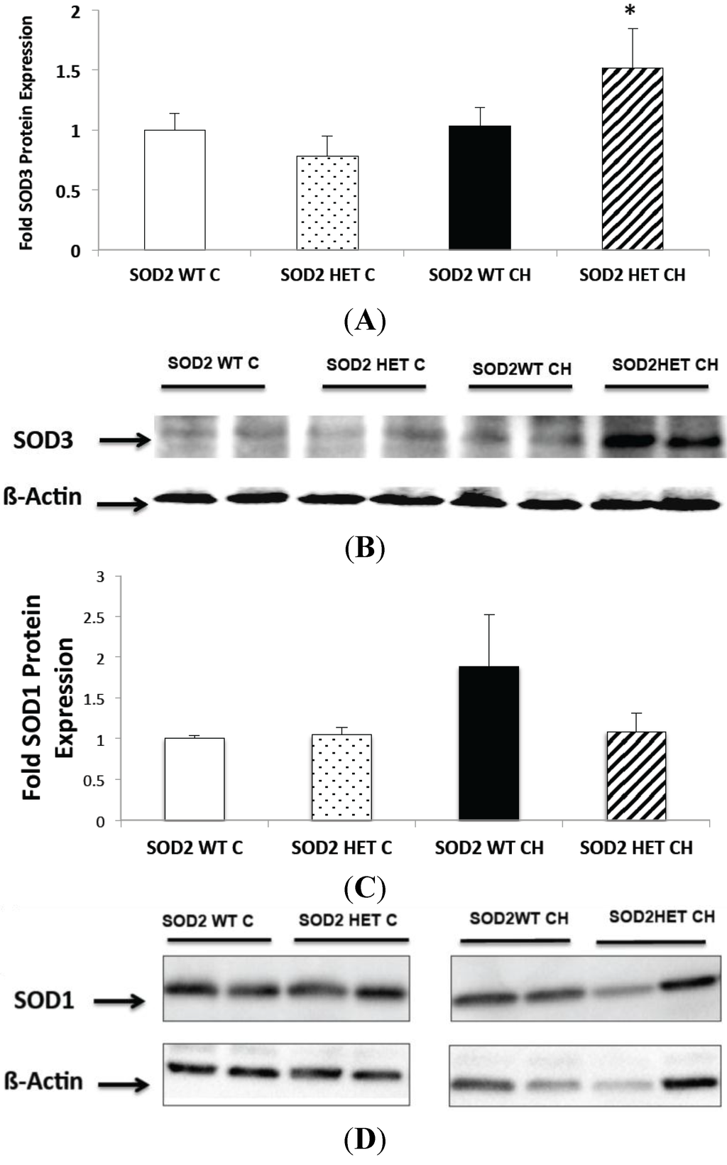 SOD2 Activity Is not Impacted by Hyperoxia in Murine Neonatal Pulmonary ...
