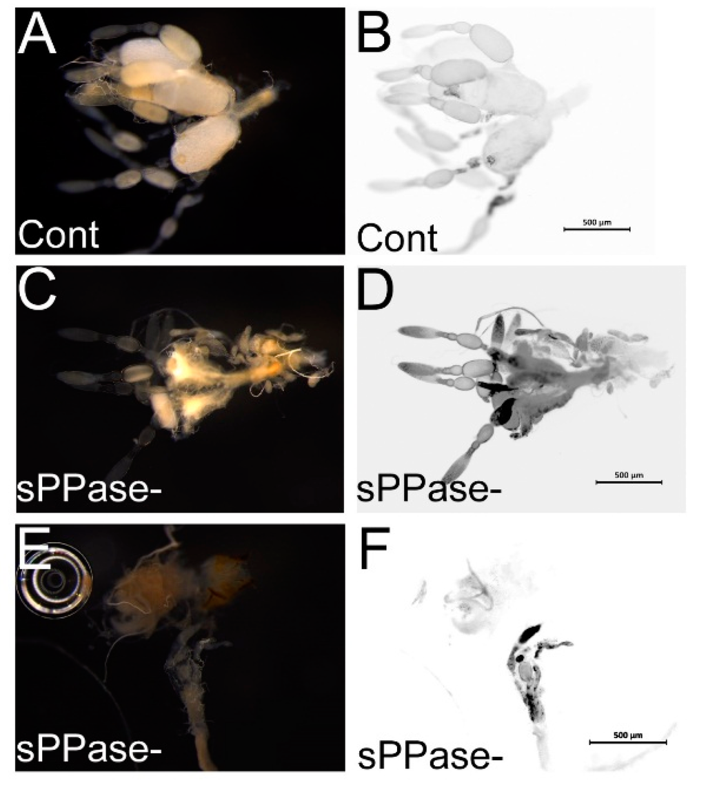 IJMS | Free Full-Text | A Soluble Pyrophosphatase Is Essential to ...