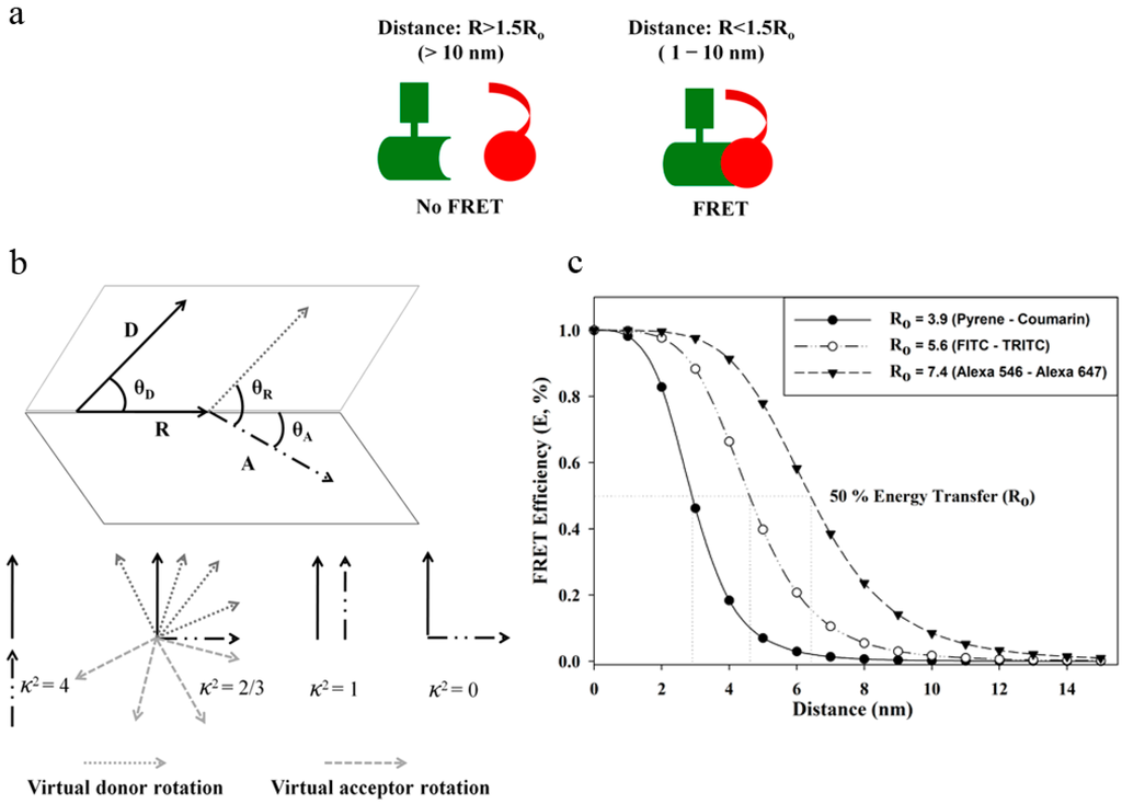 Understanding FRET as a Research Tool for Cellular Studies