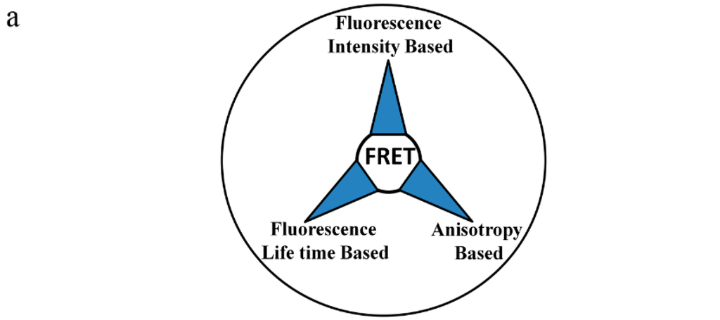 Understanding FRET as a Research Tool for Cellular Studies