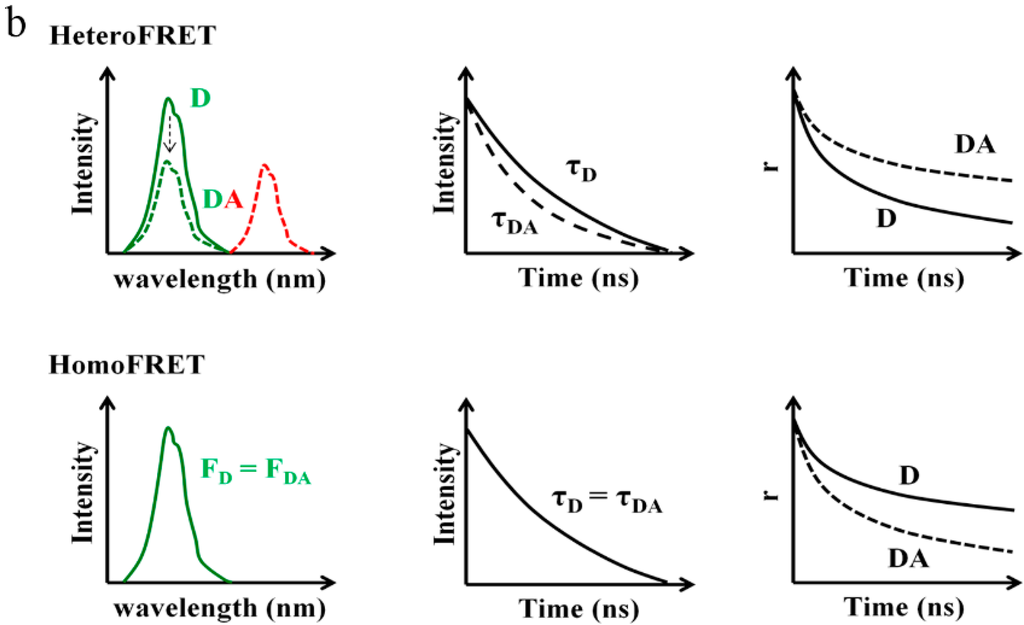 Understanding FRET as a Research Tool for Cellular Studies