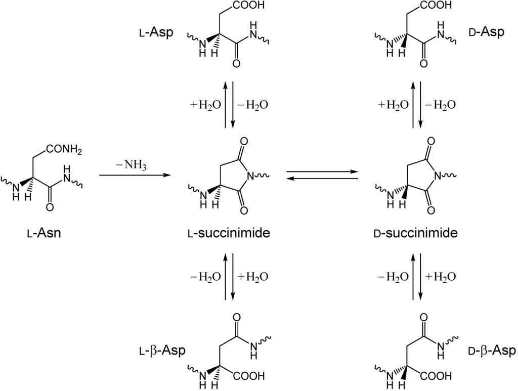 Glycolic Acid-Catalyzed Deamidation of Asparagine Residues in Degrading ...