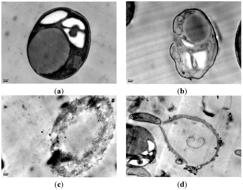 Combined Enzymatic and Mechanical Cell Disruption and Lipid Extraction ...