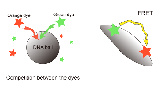 IJMS | Free Full-Text | Investigation of Förster Resonance Energy ...