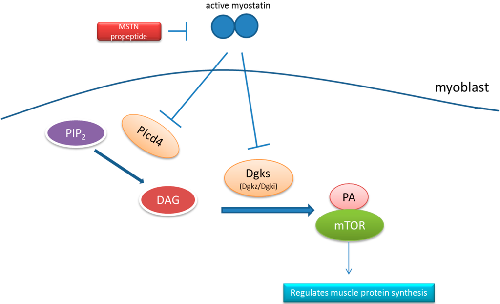 RNA Sequencing Identifies Upregulated Kyphoscoliosis Peptidase and ...