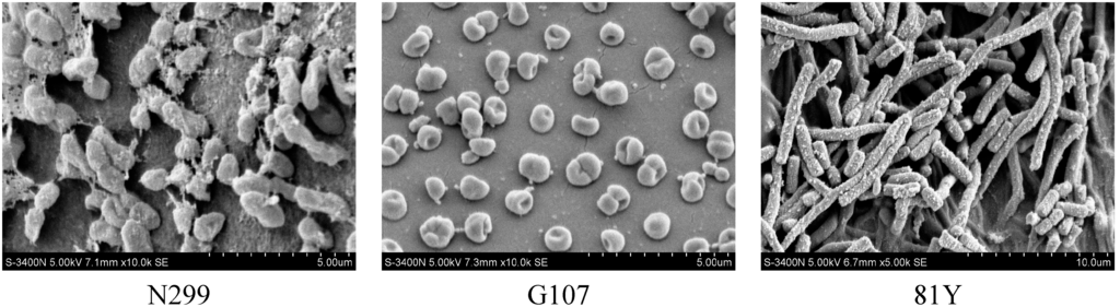 IJMS | Free Full-Text | Nitrogen Removal from Micro-Polluted Reservoir ...