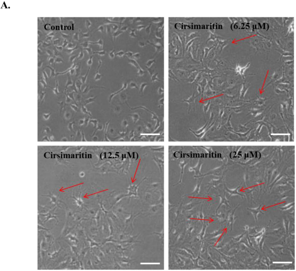 Melanogenesis-Inducing Effect of Cirsimaritin through Increases in ...